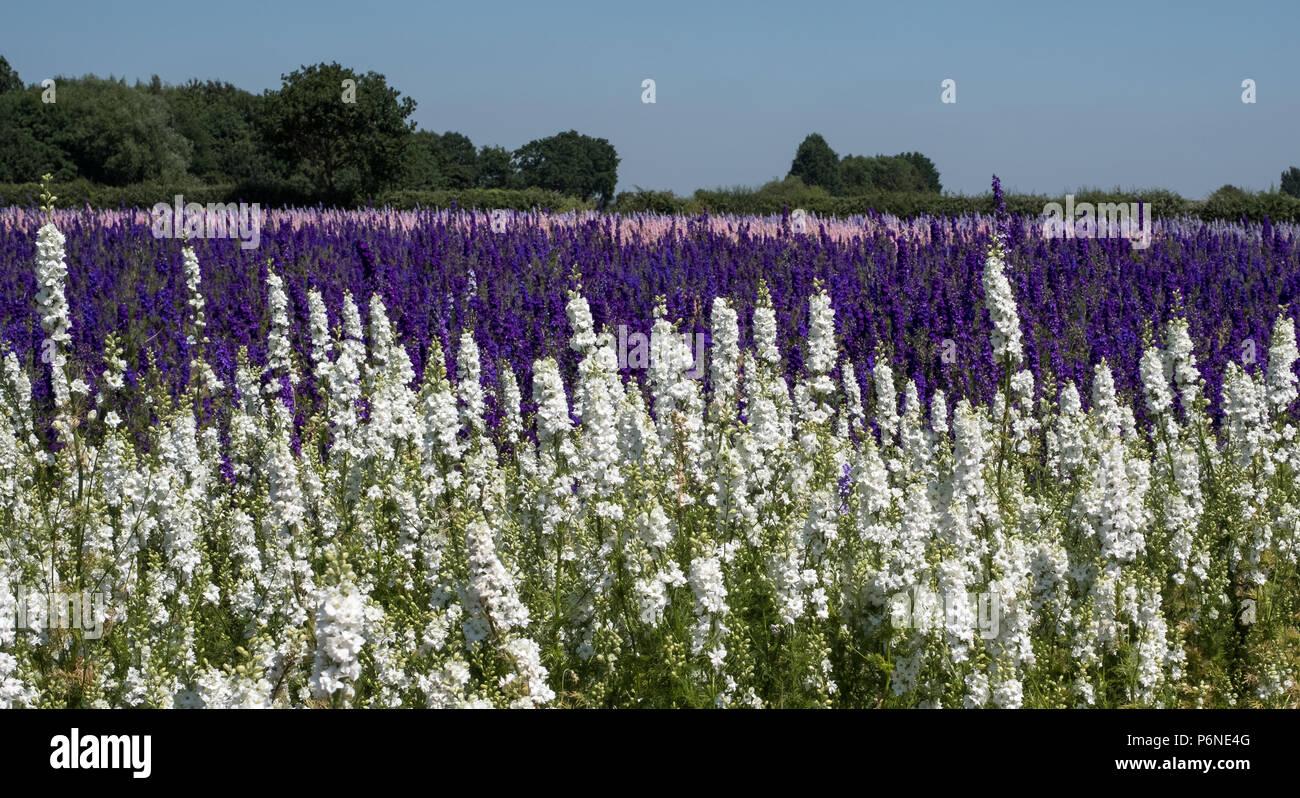 Field of white and purple delphiniums planted in rows of colour, in ...