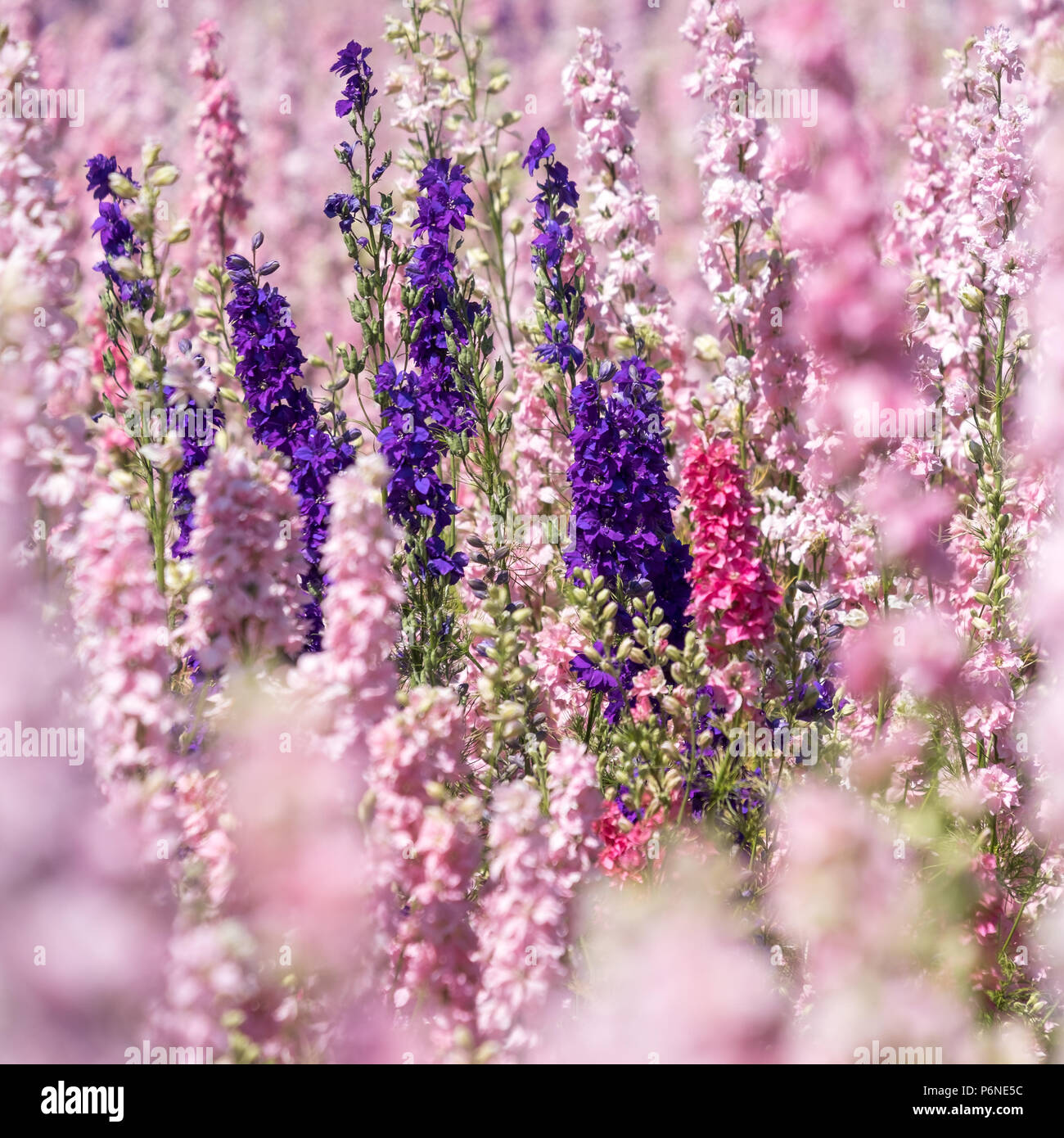 Close up of pink and purple delphinium flowers in a confetti flower ...