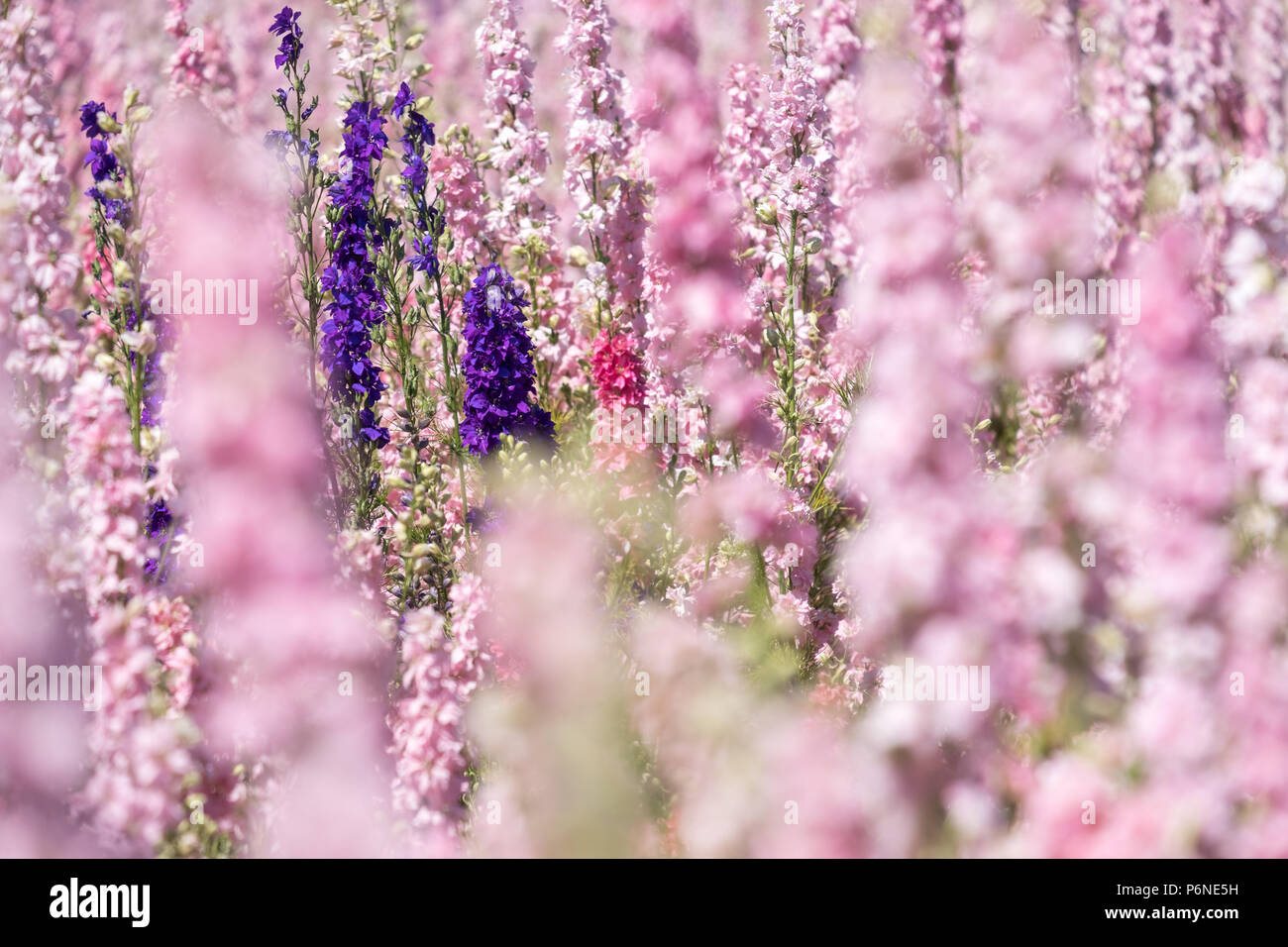Close up of pink and purple delphinium flowers in a confetti flower ...