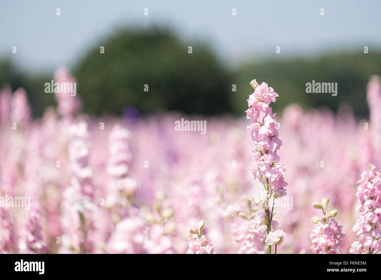 Confetti flower fields hi-res stock photography and images - Alamy