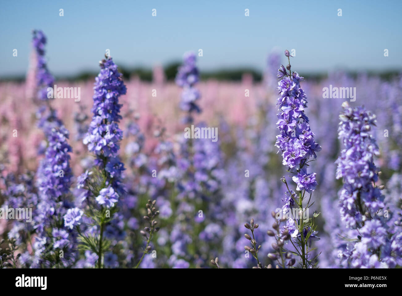 Purple delphinium flowers planted in rows of colour in a field in Wick ...