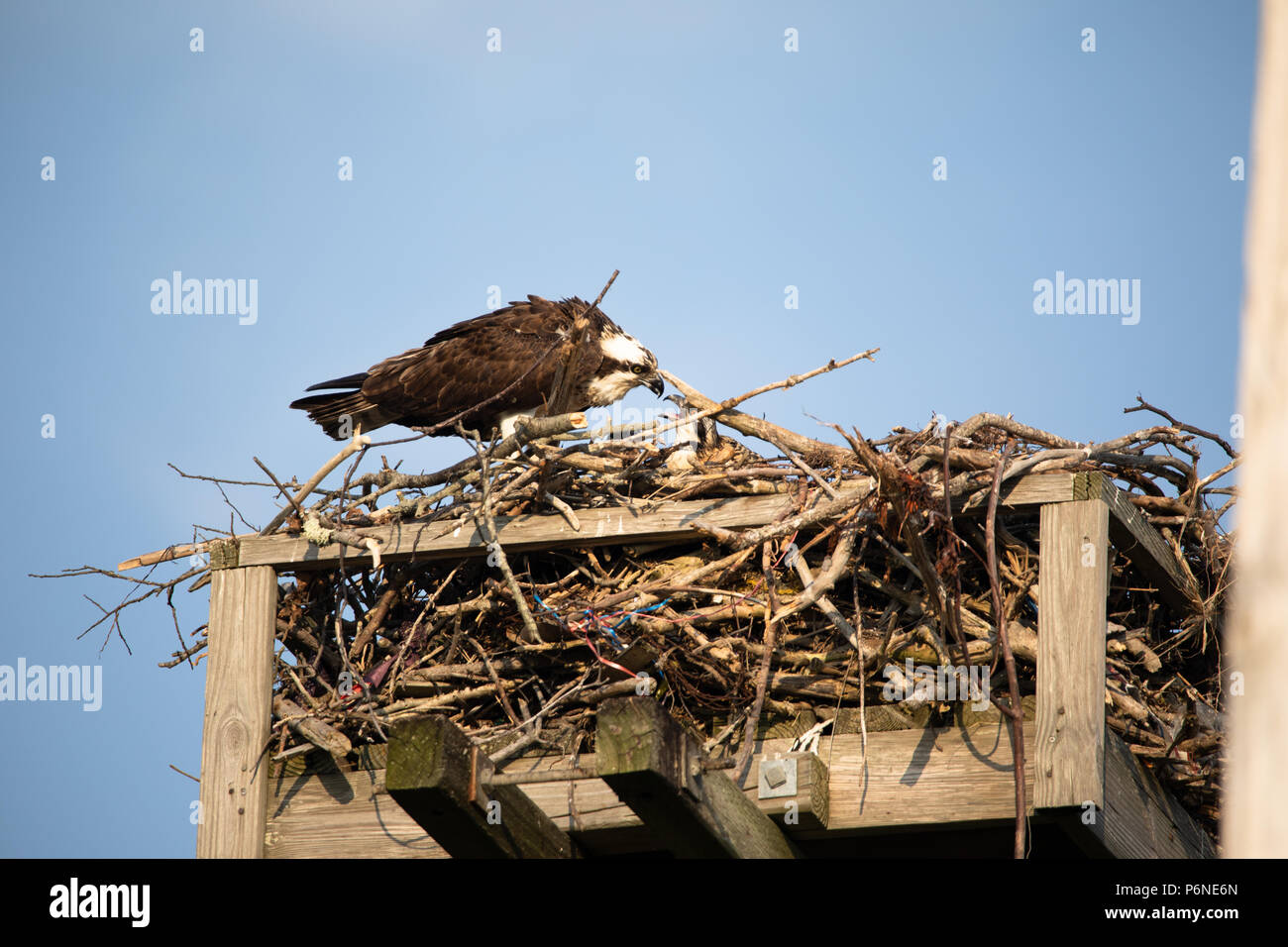 Osprey feeding baby Stock Photo - Alamy