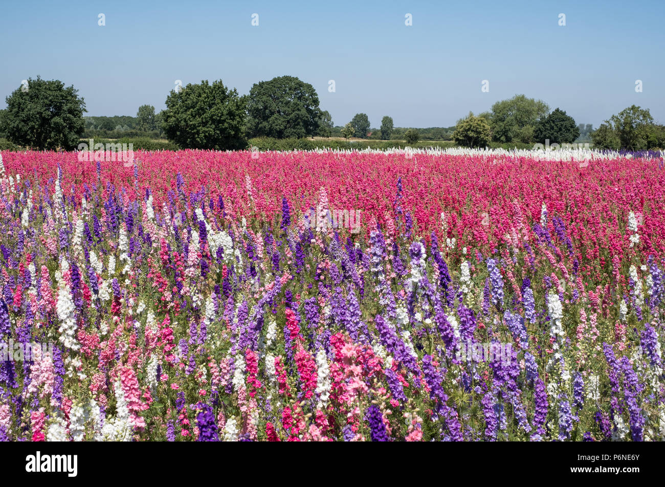 Confetti fields hi-res stock photography and images - Alamy