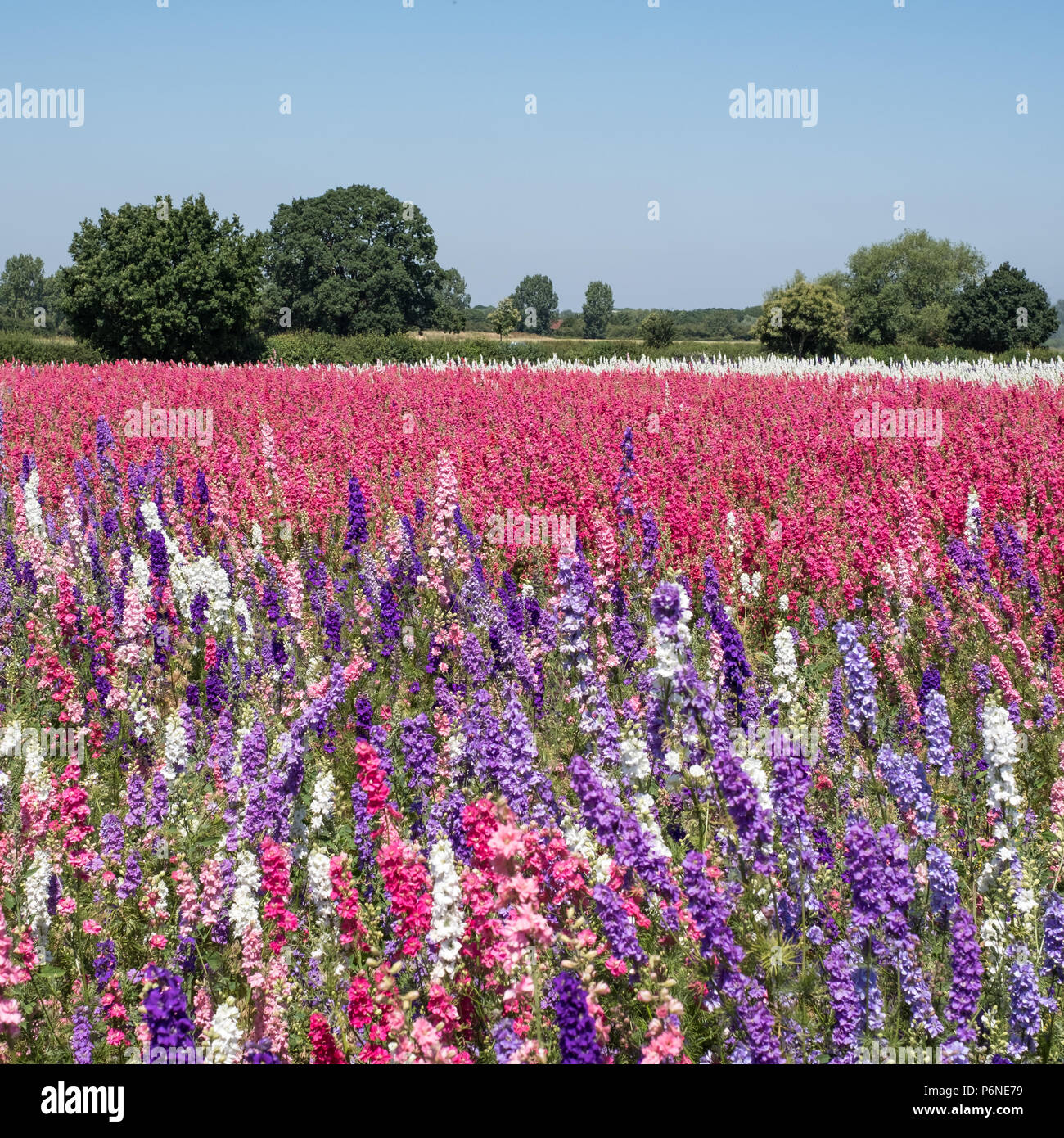 Confetti field pershore hi-res stock photography and images - Alamy