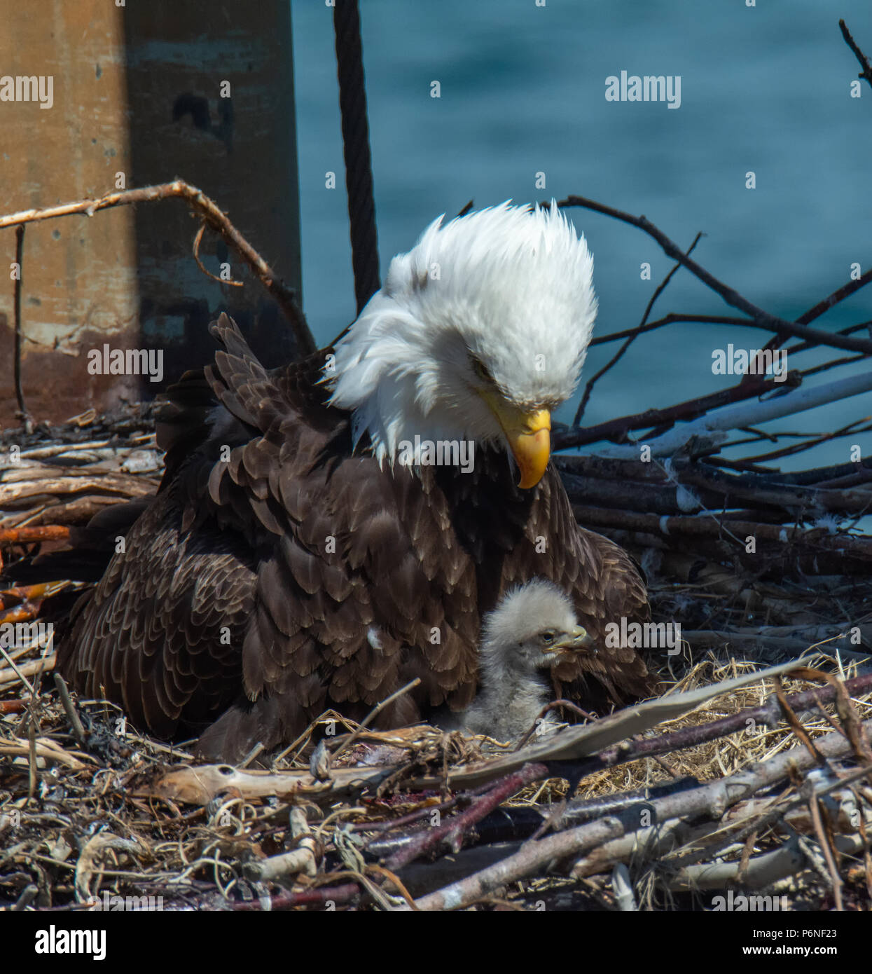 A Bald Eagle mom stares directly down at her eaglet who is covered in ...