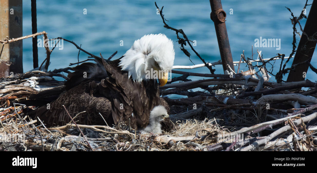 Harpy Eagle Nest With Eggs