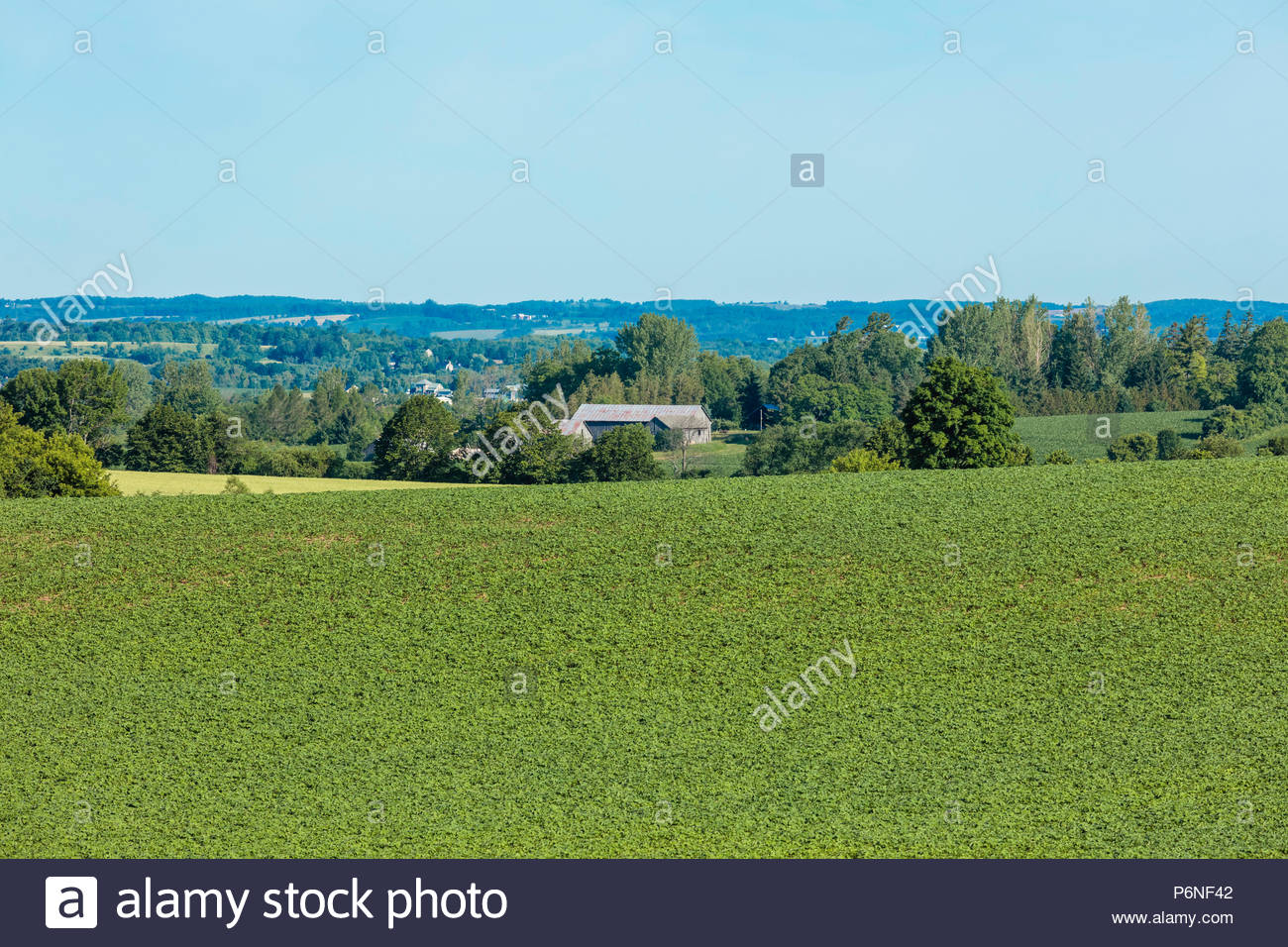 Soybean Field High Resolution Stock Photography and Images - Alamy