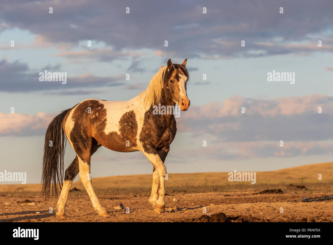 Wild Horse Stallion Stock Photo - Alamy