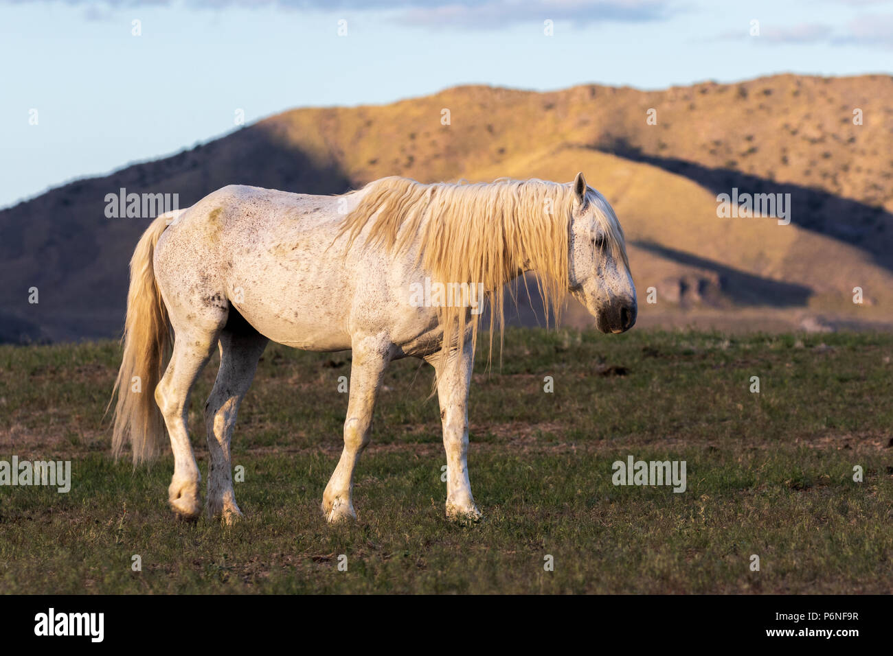 Wild Horse Stallion Stock Photo - Alamy