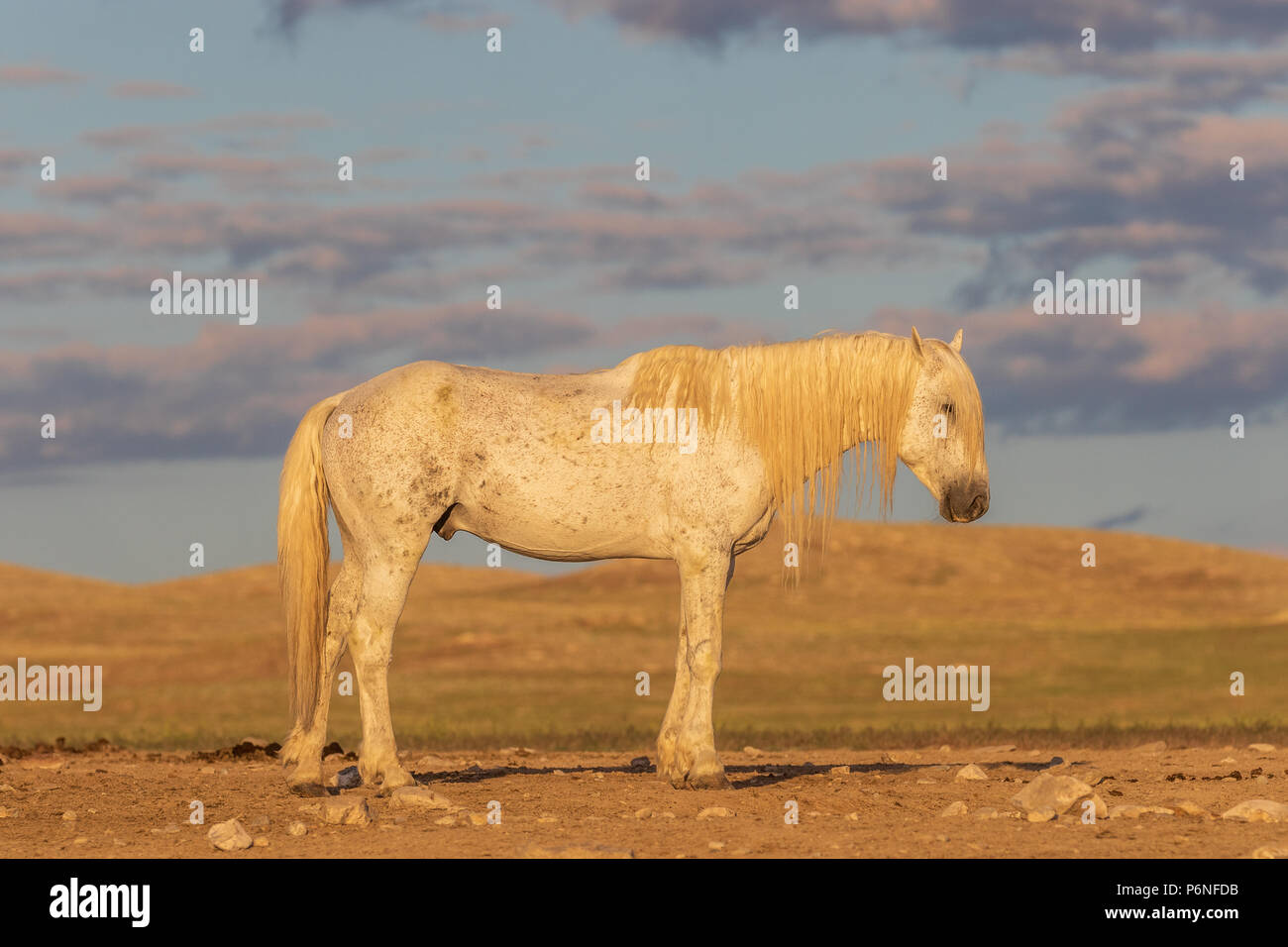 Wild Horse Stallion Stock Photo - Alamy