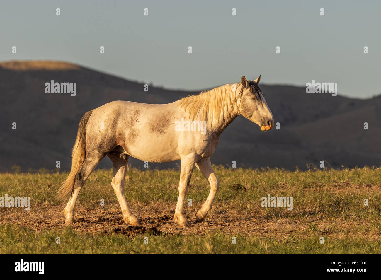 Wild Horse Stallion Stock Photo - Alamy