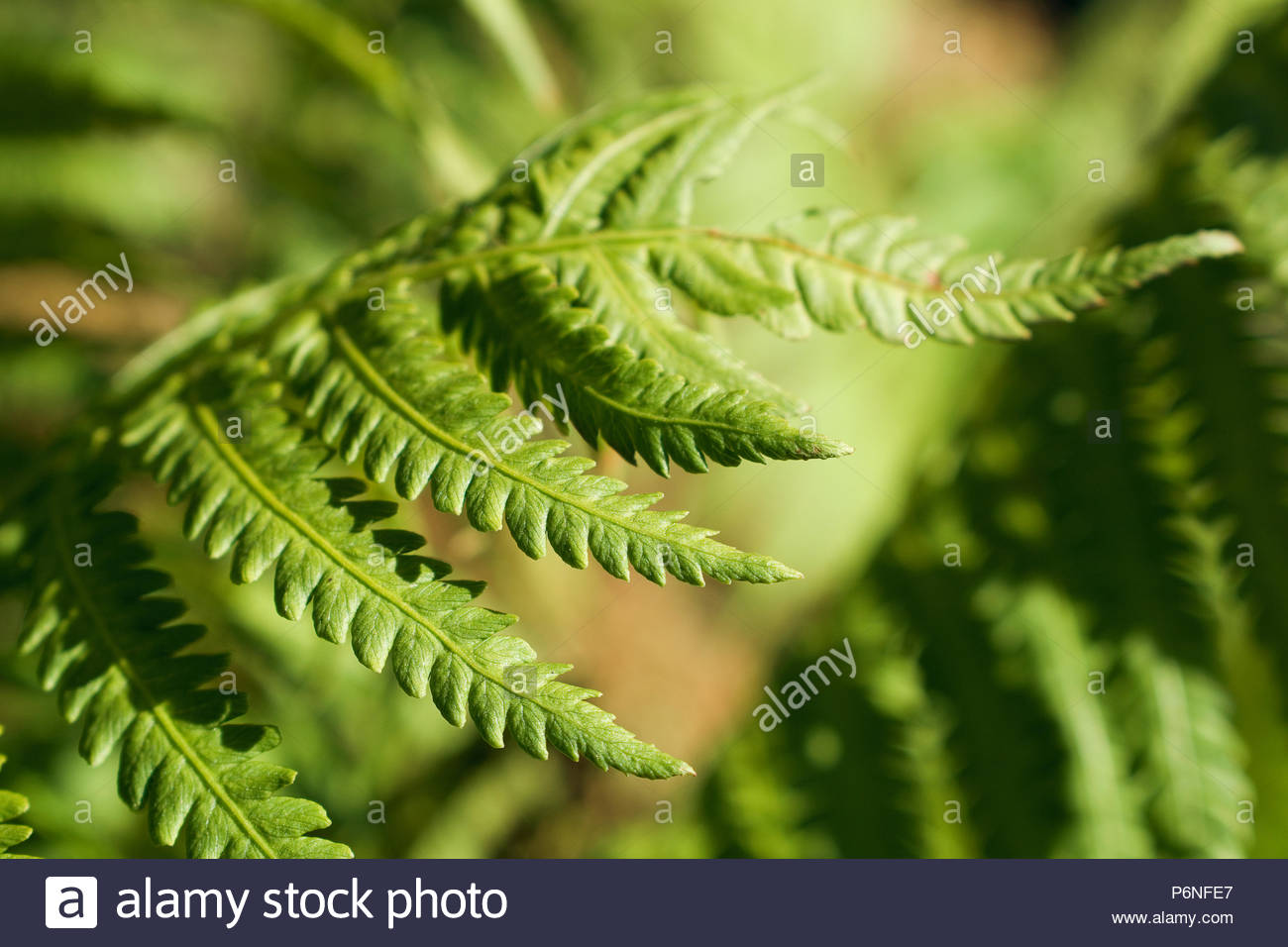 Jagged Edges Stock Photos & Jagged Edges Stock Images - Alamy Jagged Edges Stock Photos & Jagged Edges Stock Images - Alamy