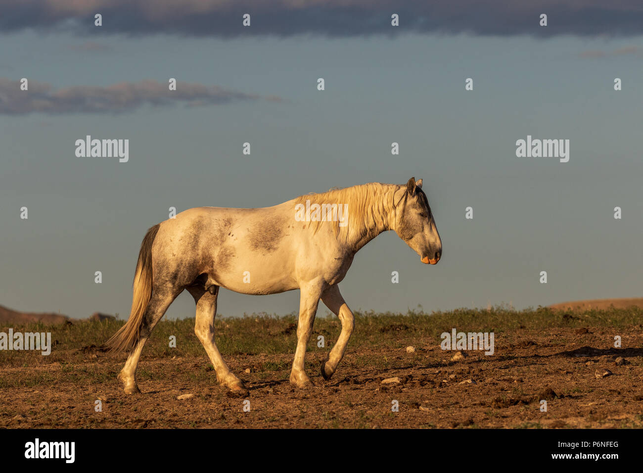 Wild Horse Stallion Stock Photo - Alamy