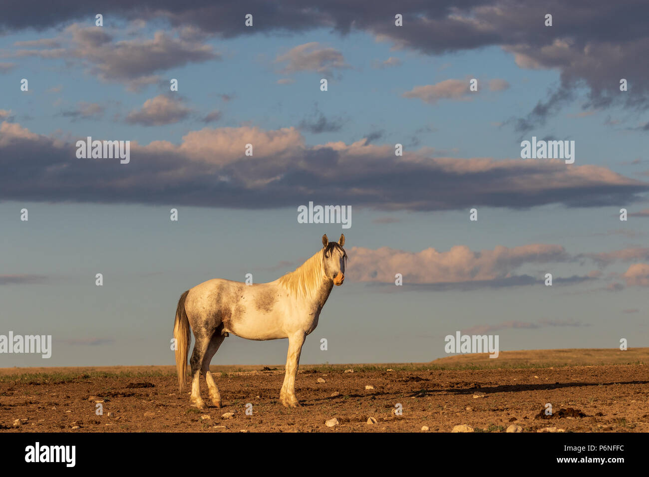 Wild Horse Stallion Stock Photo - Alamy