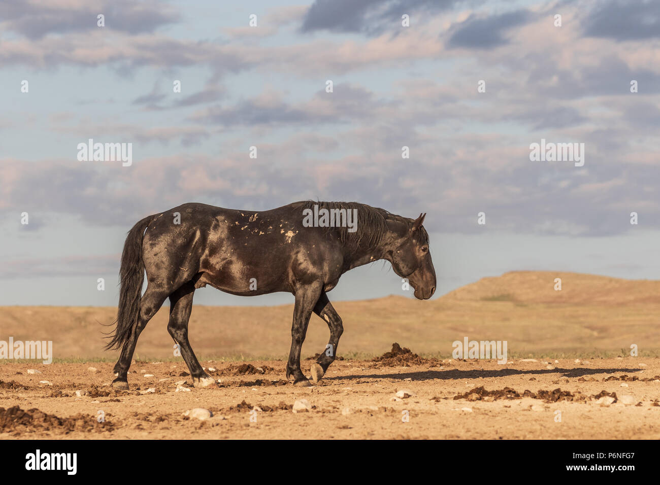 Wild Horse Stallion Stock Photo - Alamy