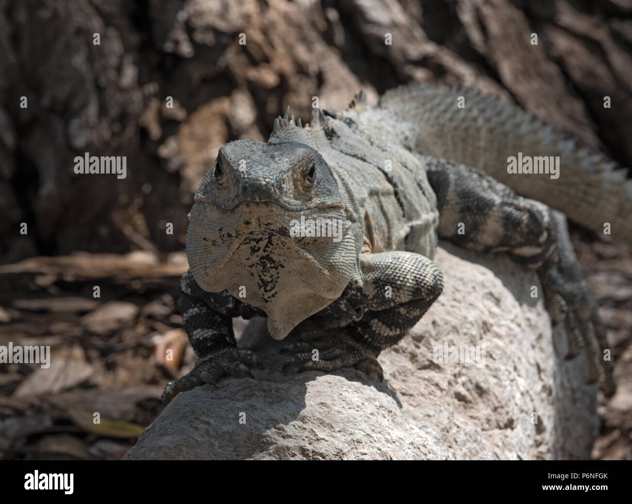 black spiny iguana, black iguana or black ctenosaur in the ruins of the ...