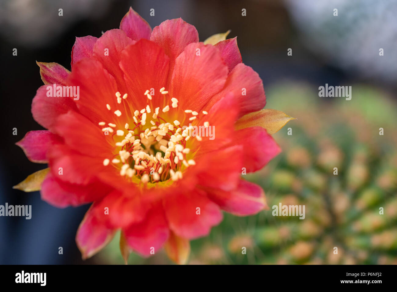 Beautiful blooming cactus hi-res stock photography and images - Alamy