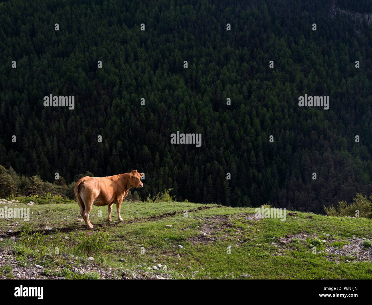 French limousine hi-res stock photography and images - Alamy