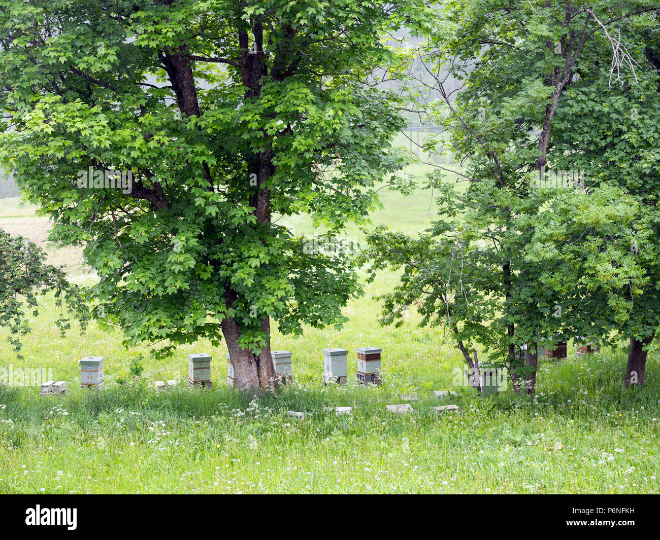 apiary with colorful beehives under trees in french provence Stock ...