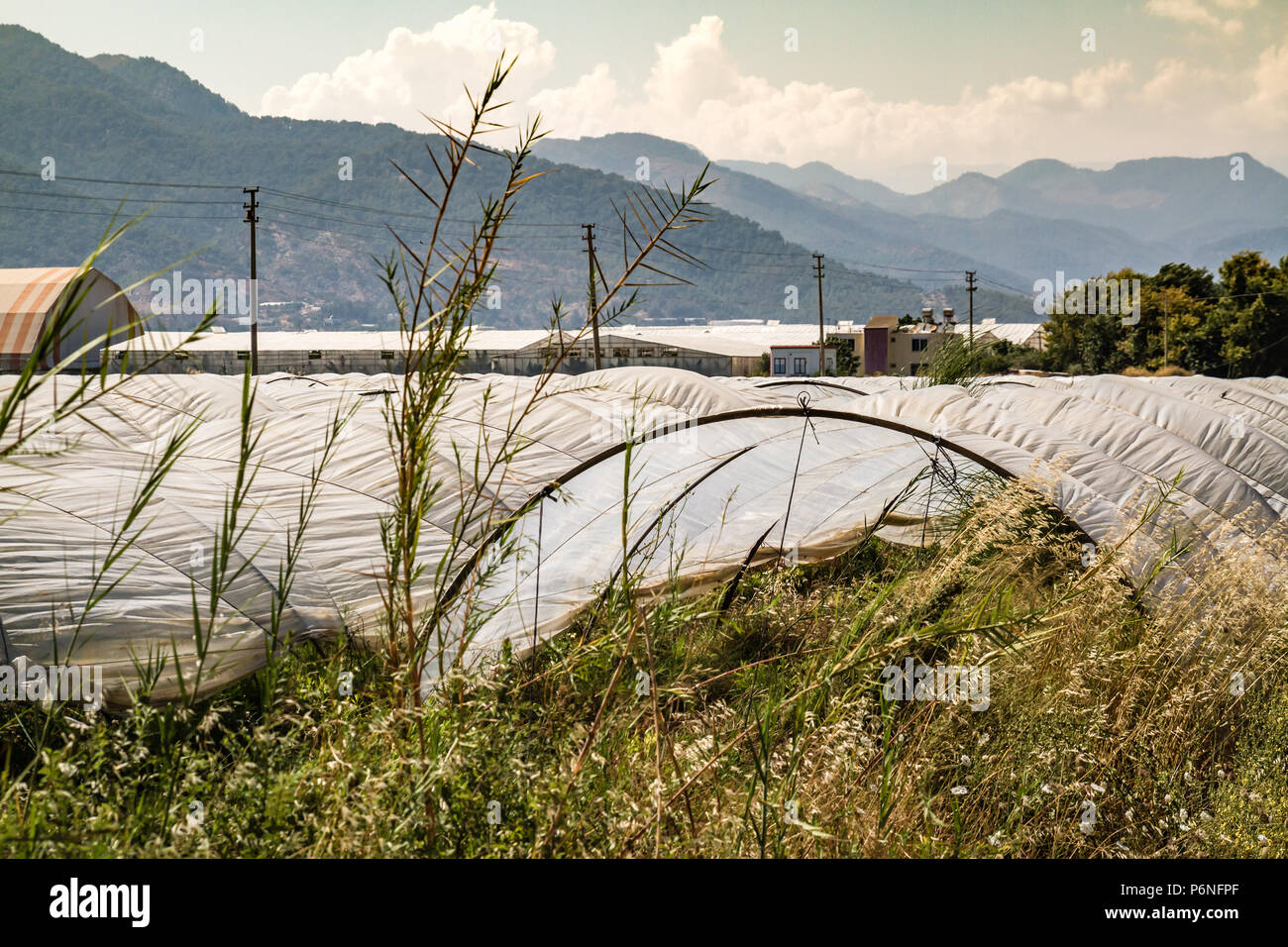 Greenhouse from polythene plastic tunnels on an agricultural field ...