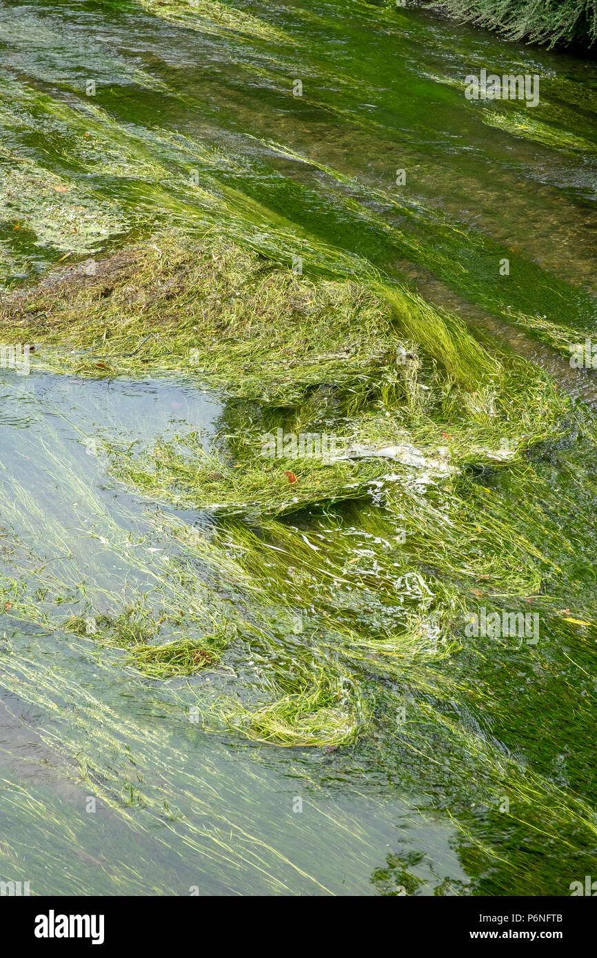 Tangled Plant Stock Photos & Tangled Plant Stock Images - Alamy