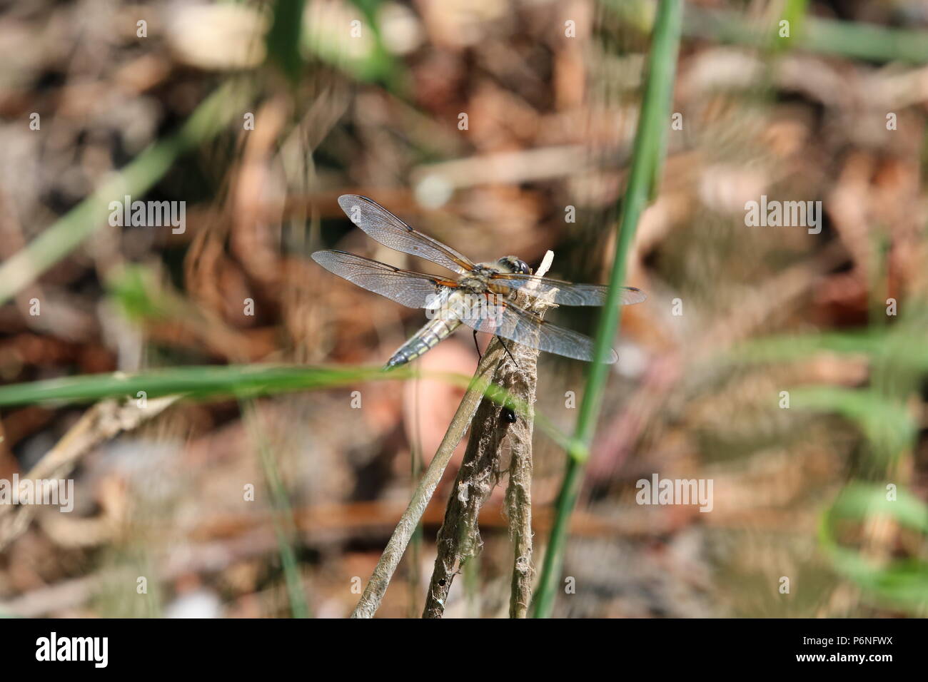 Dragonfly dragonflies odonata anisoptera hi-res stock photography and ...