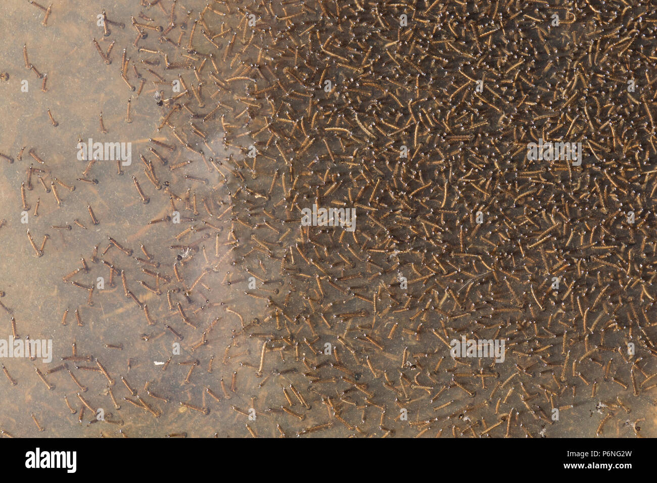 Mosquitoes breeding ground hi-res stock photography and images - Alamy