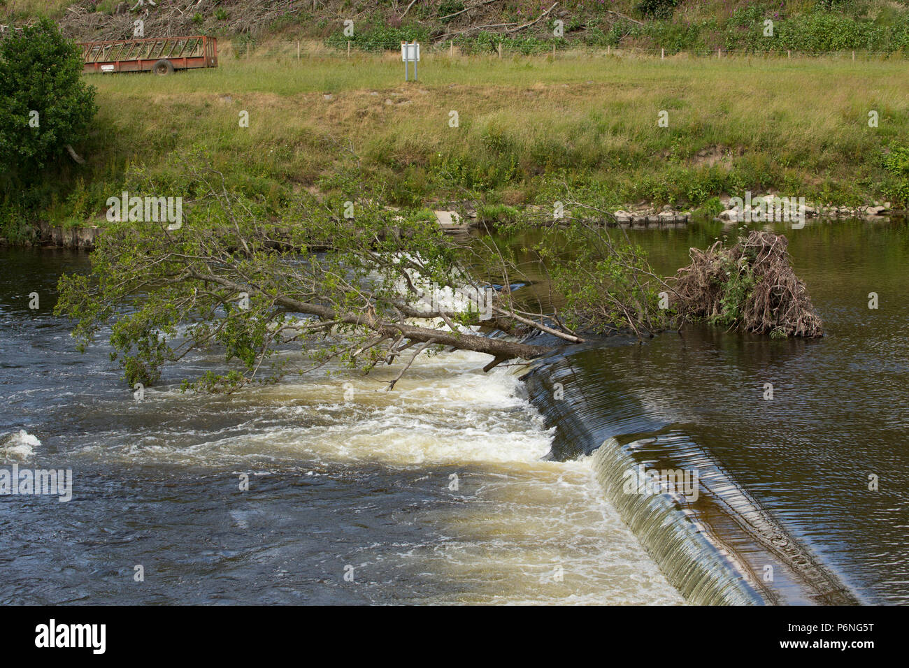 Crook Of Tree High Resolution Stock Photography and Images - Alamy