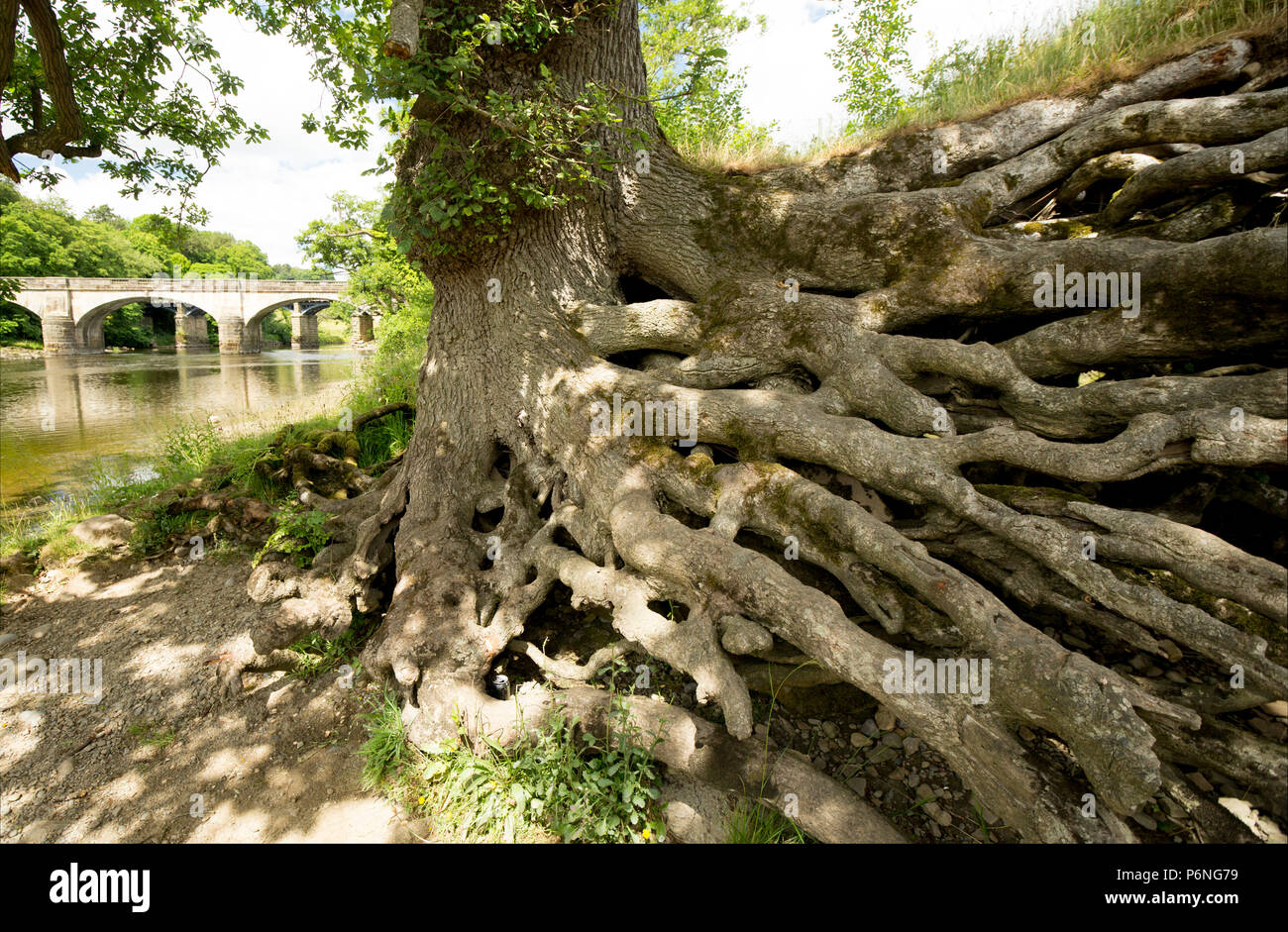 Exposed tree root system hi-res stock photography and images - Alamy