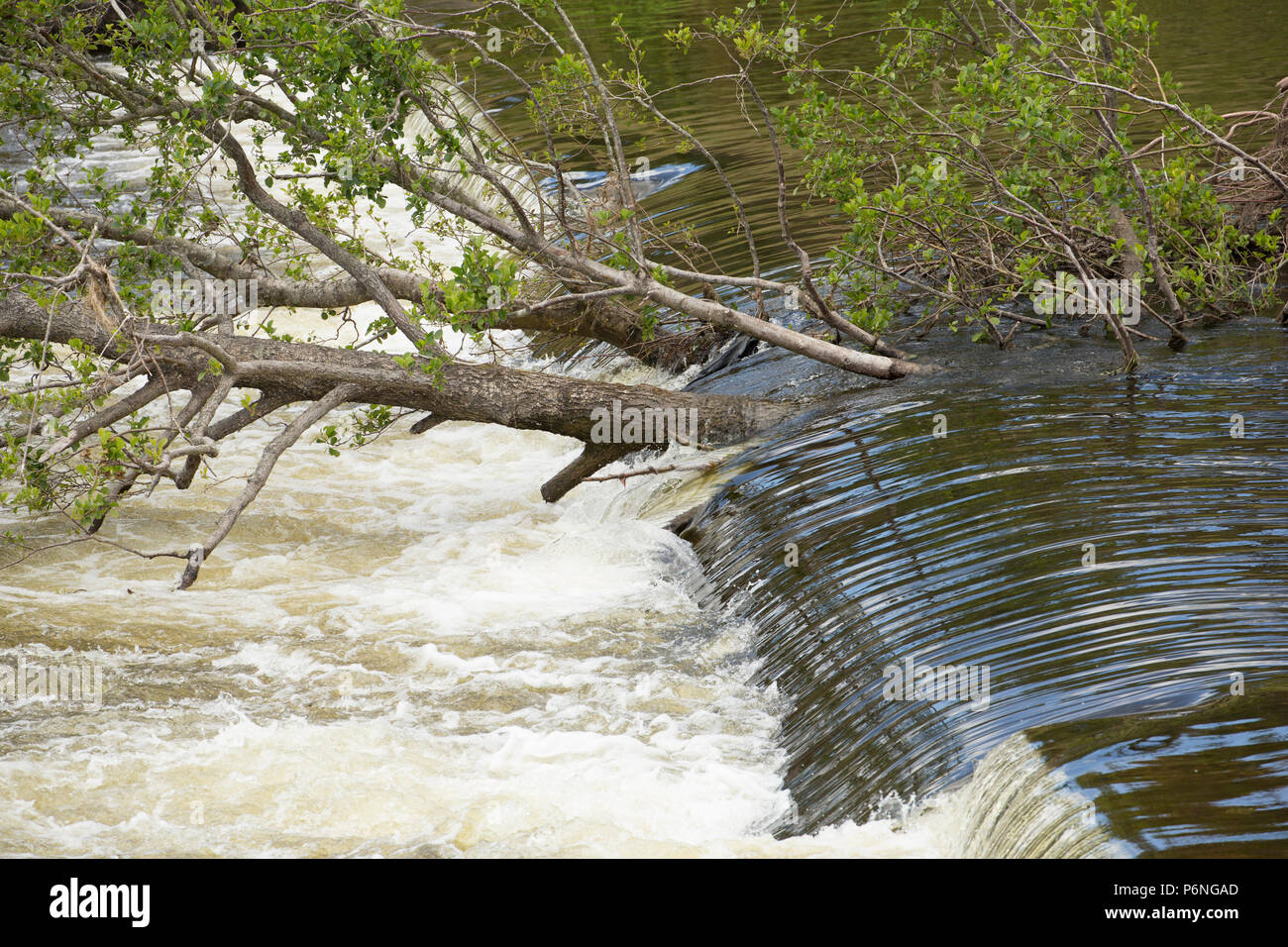 Crook of tree hi-res stock photography and images - Alamy