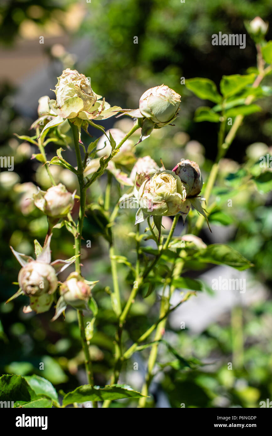 Roses bush hi-res stock photography and images - Alamy
