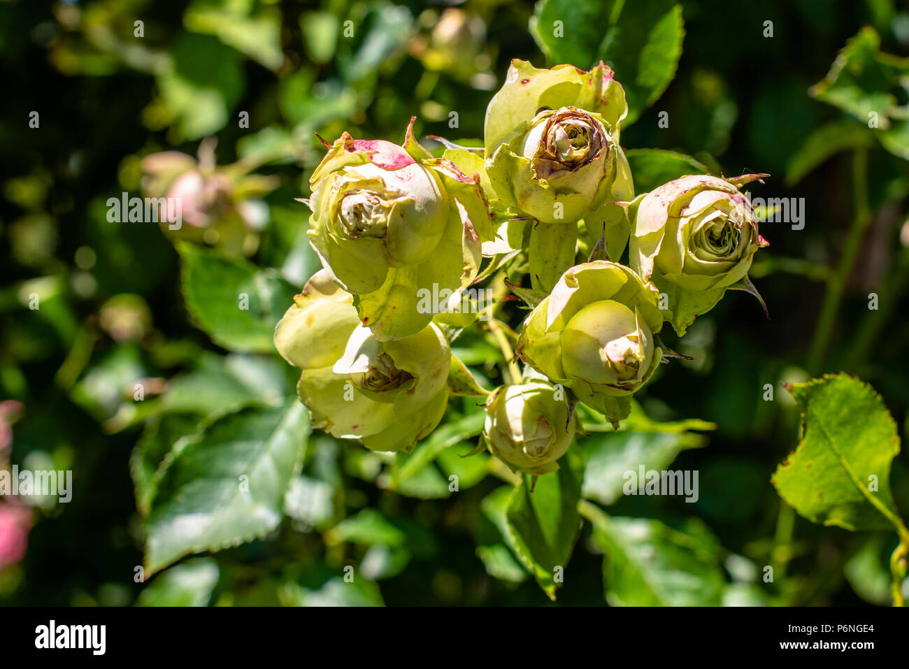 beautiful green roses Stock Photo - Alamy