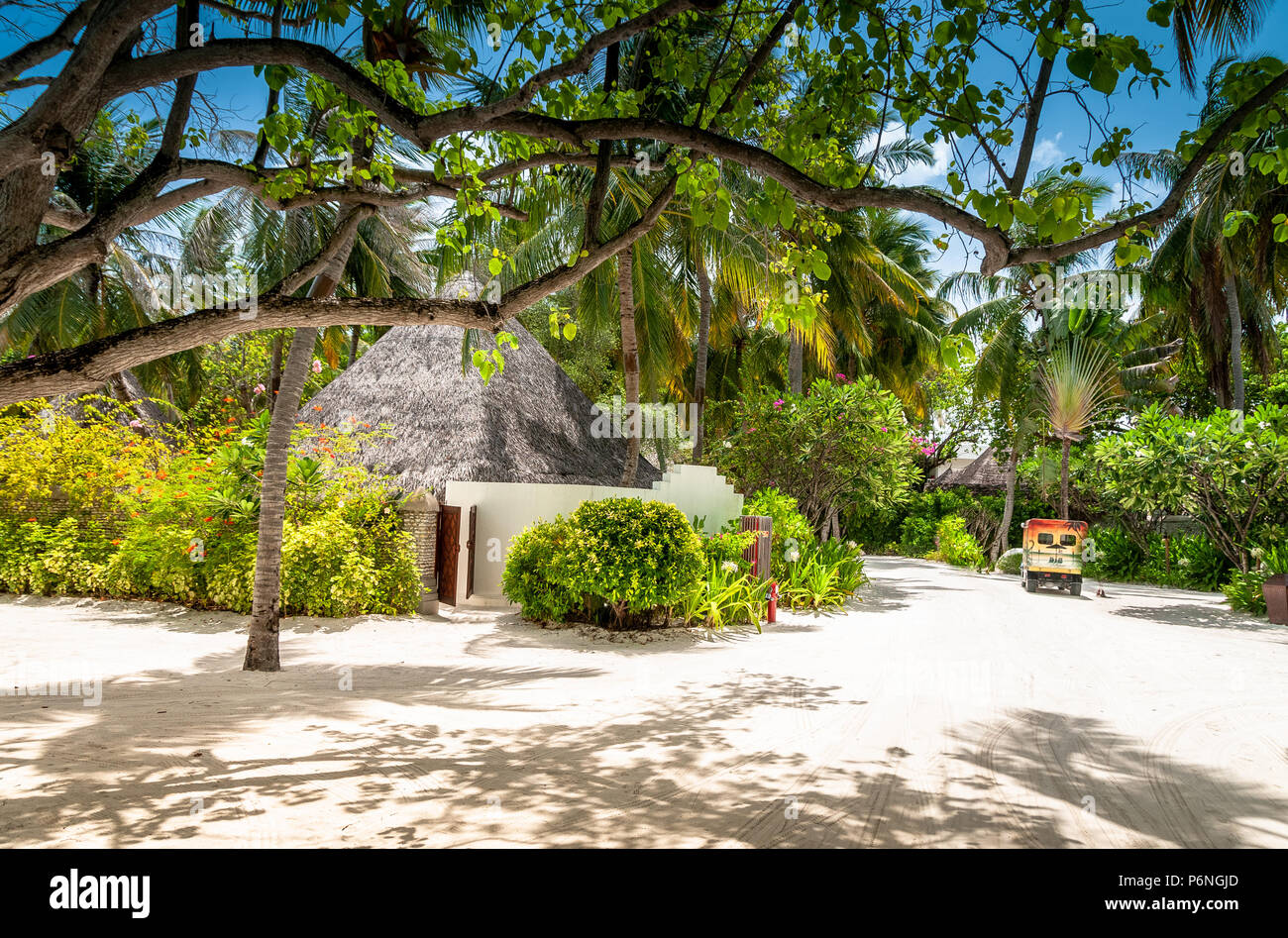 Tropical summer landscape. Maldives. Pams tree green bright white sand ...