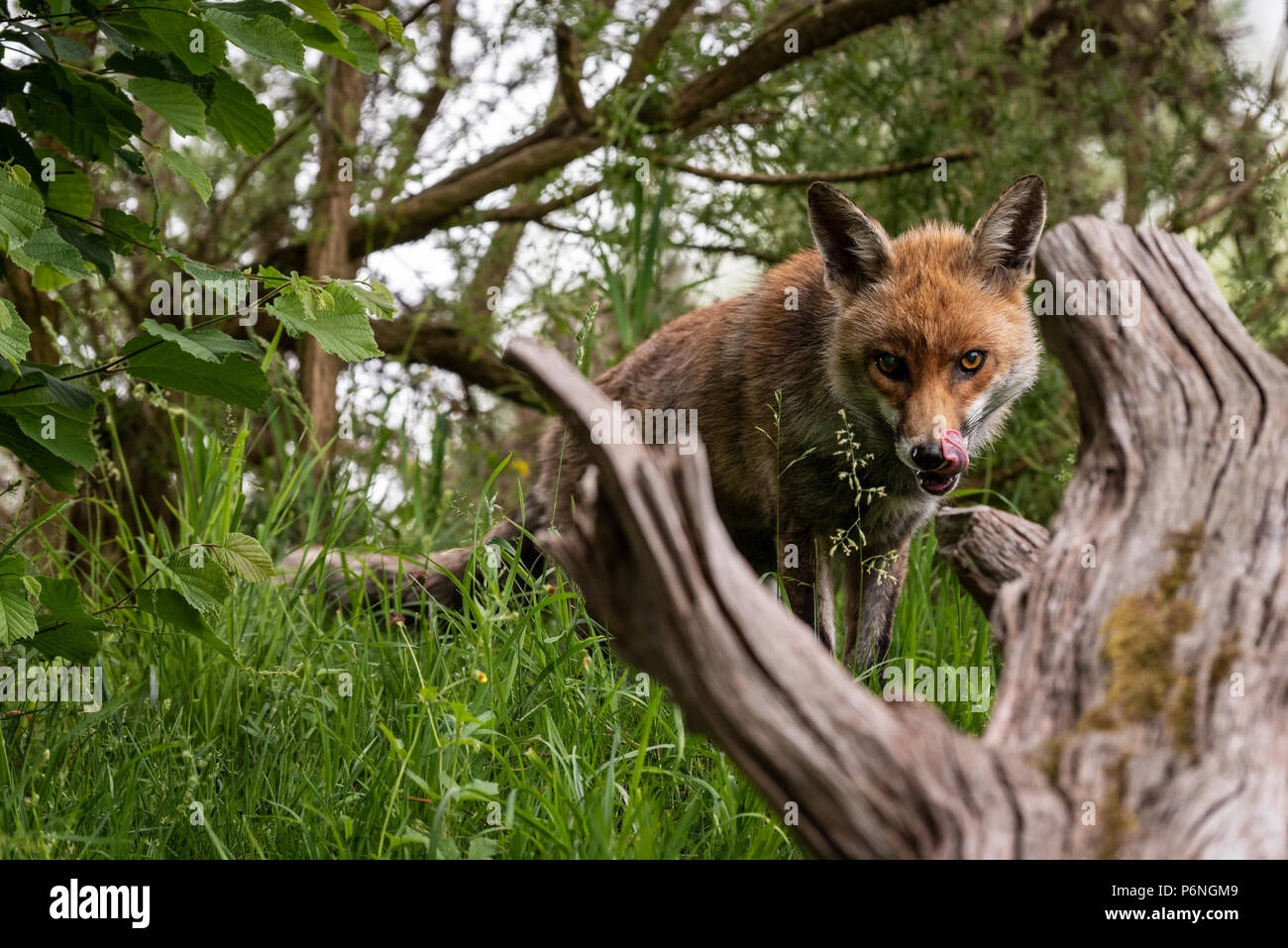 Here comes the hungry fox Stock Photo - Alamy