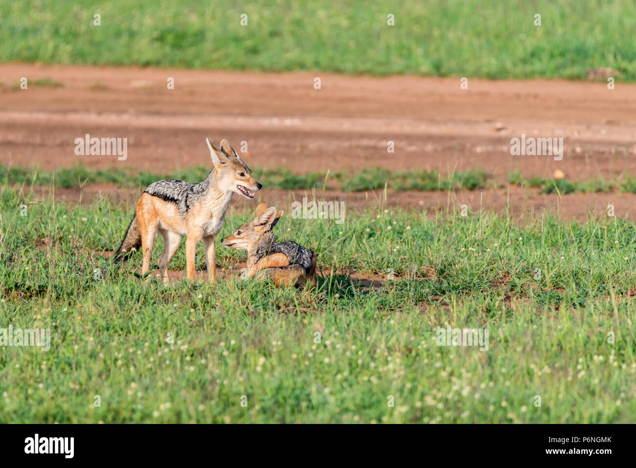 Two black-backed jackals or Canis mesomelas play Stock Photo - Alamy