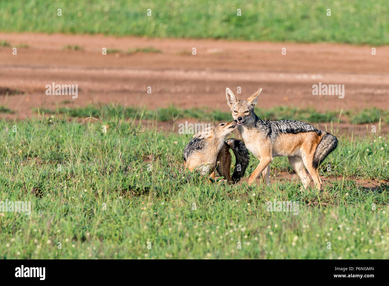 Jackals Behavior High Resolution Stock Photography and Images - Alamy