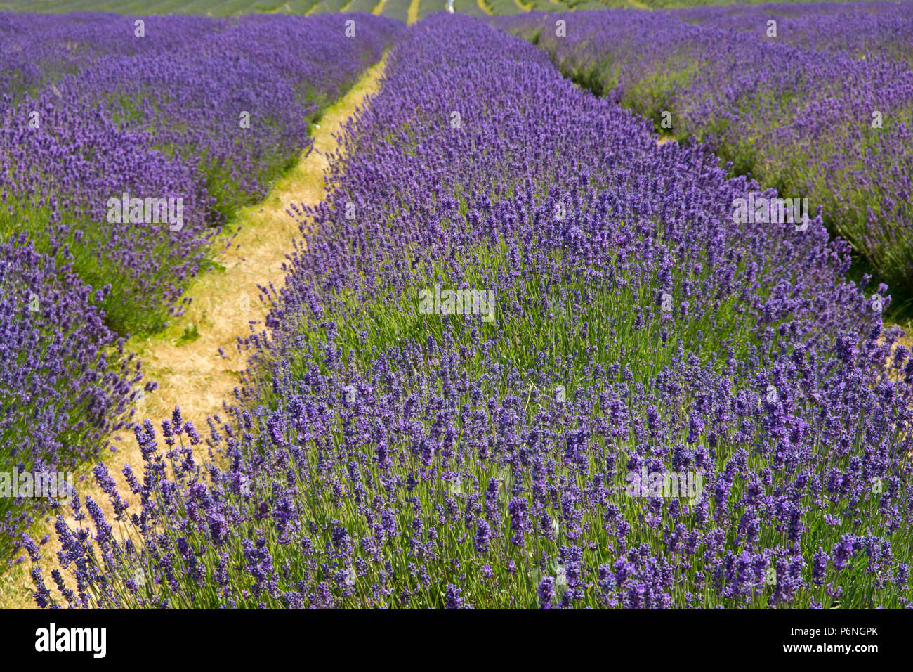 English lavender field hi-res stock photography and images - Alamy