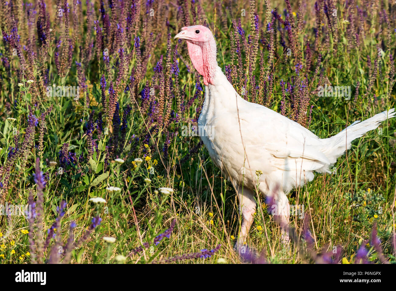 Wild Turkey Head White High Resolution Stock Photography and Images - Alamy