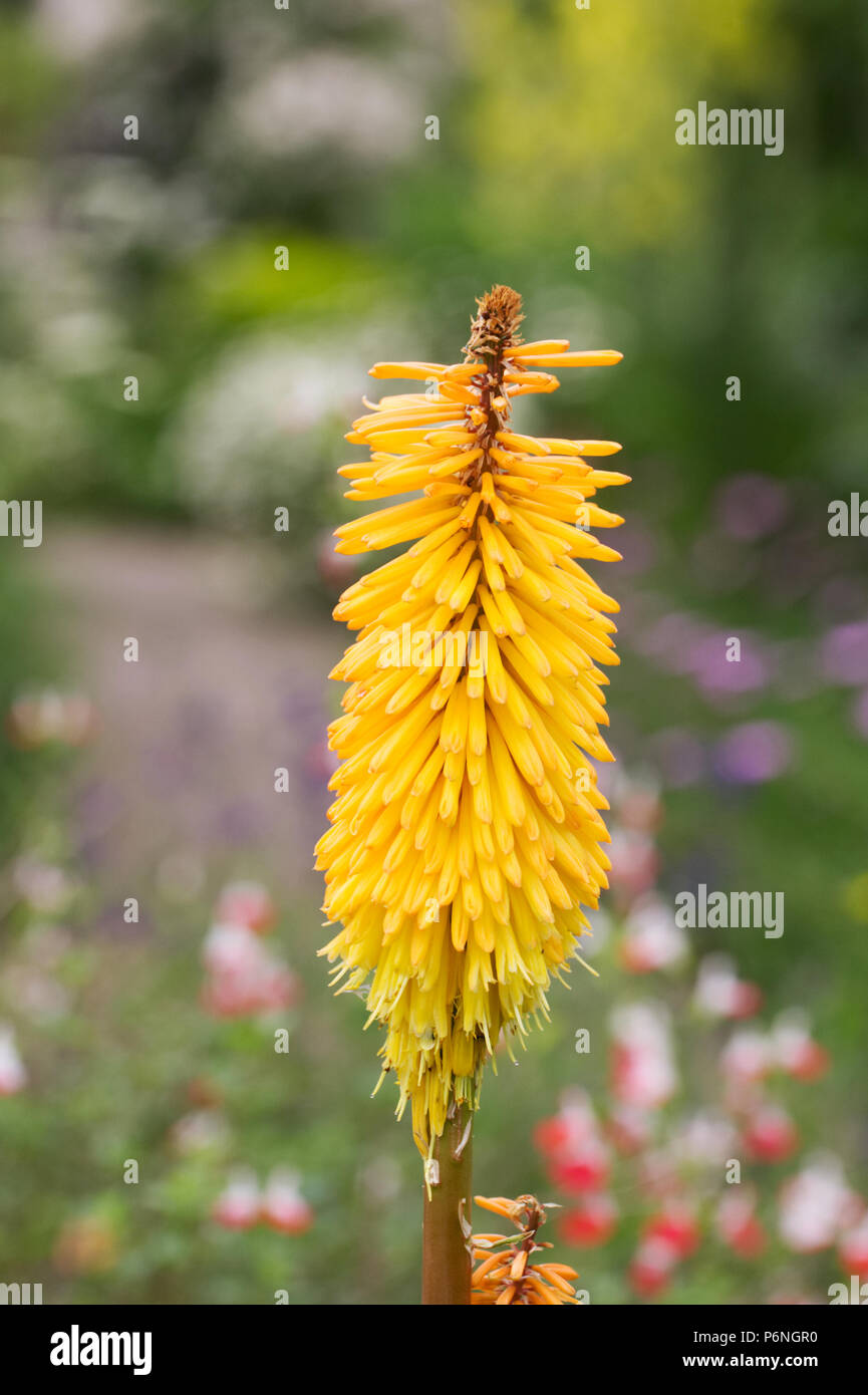 Kniphofia 'Shining Sceptre' flower Stock Photo - Alamy