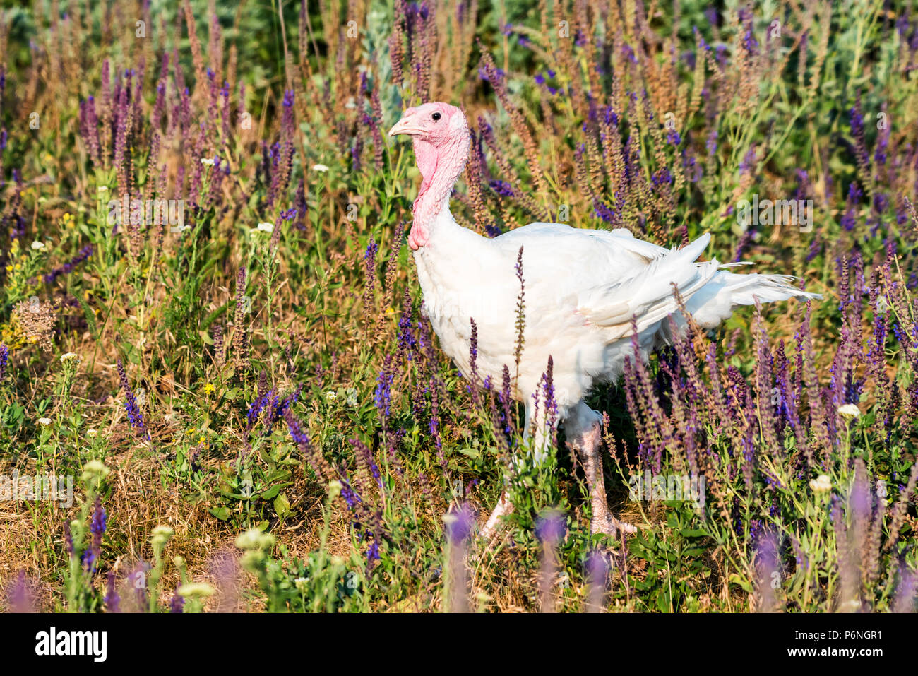 Small white turkey walks on grass Stock Photo - Alamy