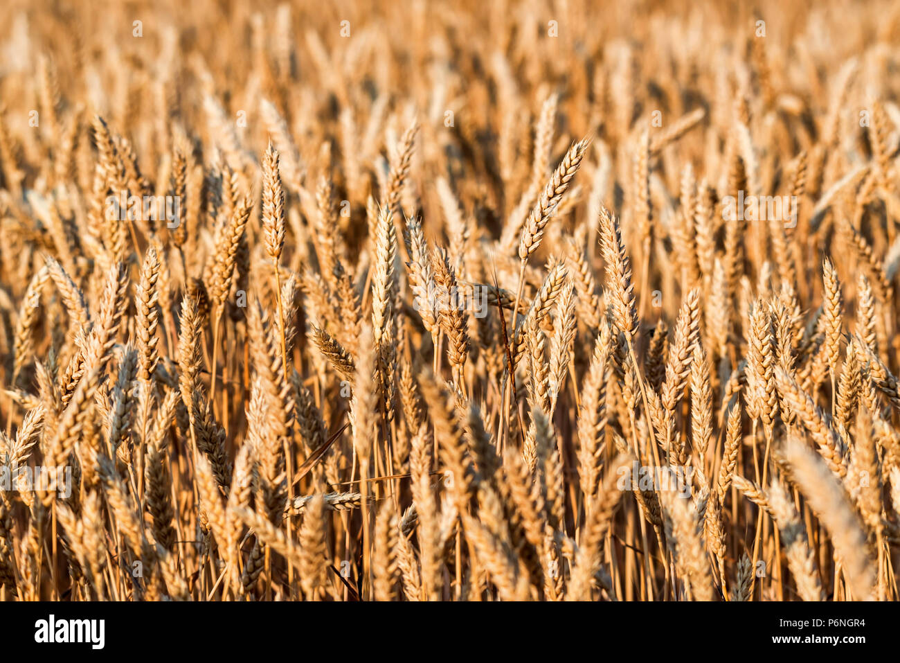 Wheat field background close Stock Photo - Alamy