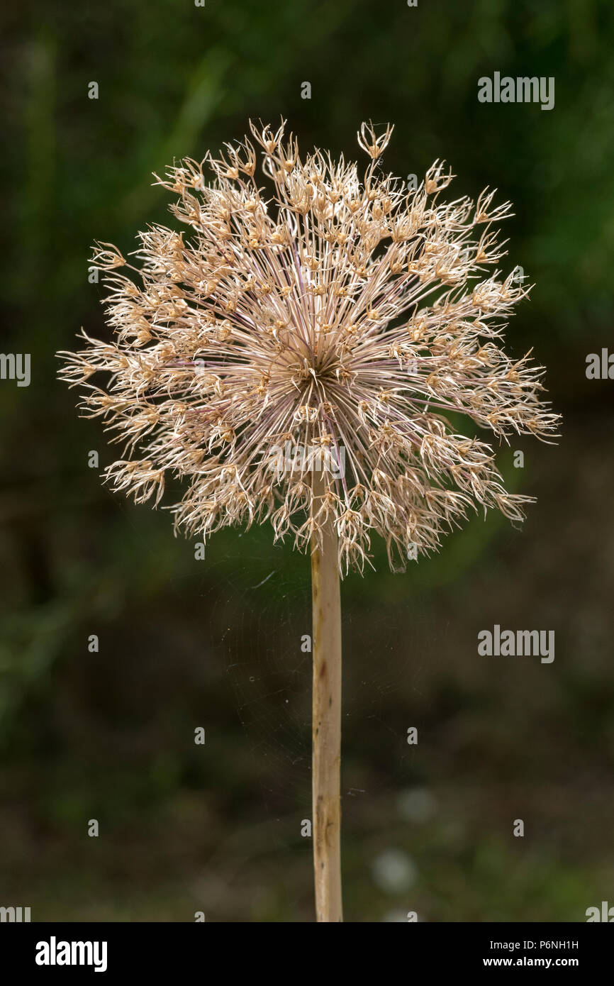 Skeleton seed head hi-res stock photography and images - Alamy