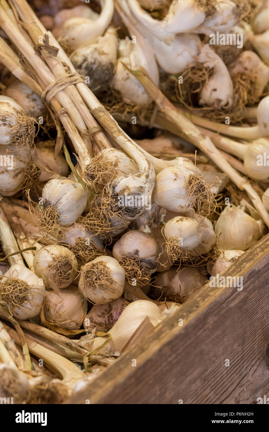 fresh wet garlic for sale at the garlic farm, newchurch, isle of wight ...