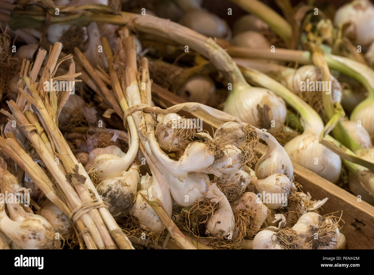 fresh wet garlic, the garkic farm, newchurch, isle of wight, england ...
