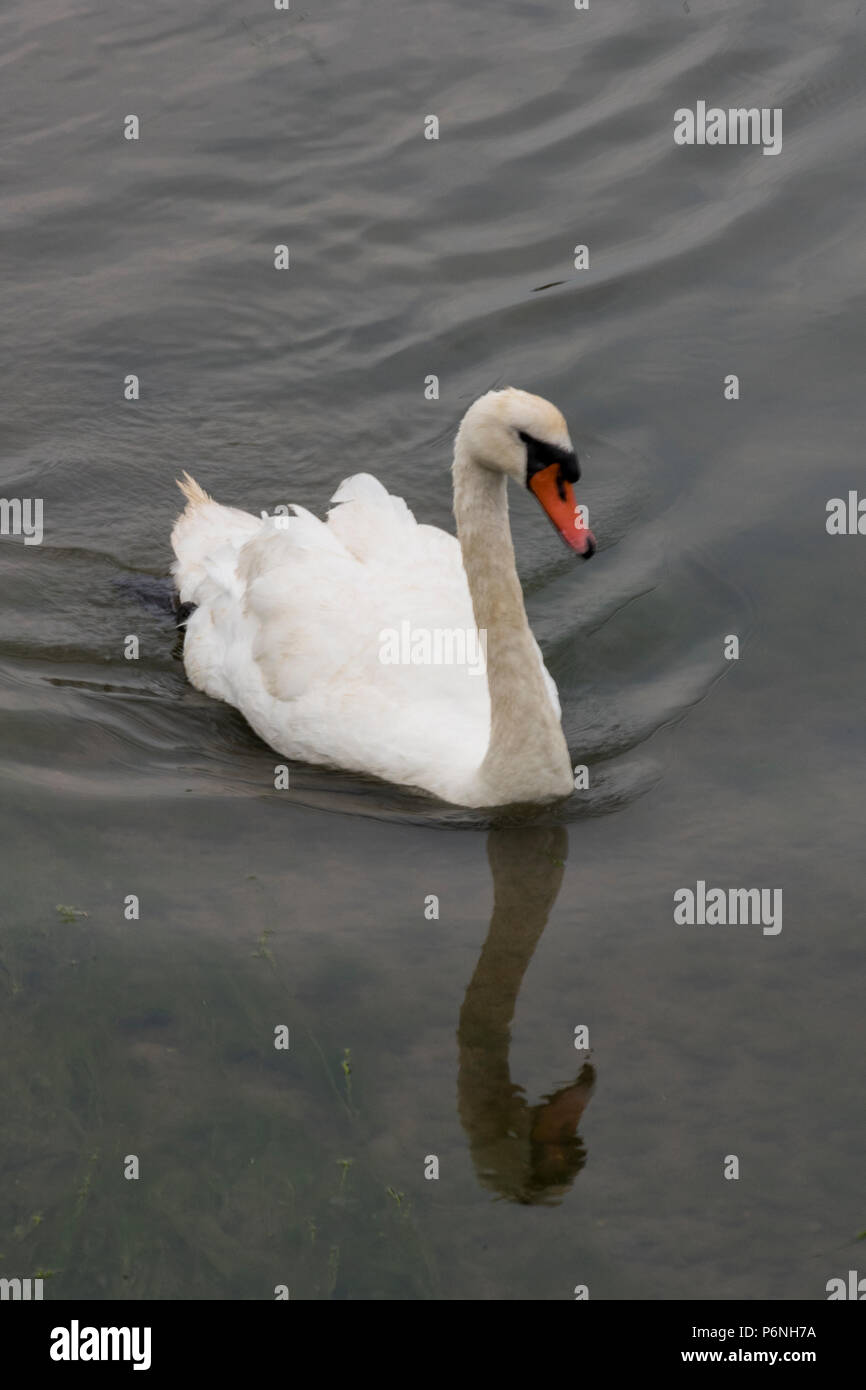 swan gliding across the water Stock Photo - Alamy