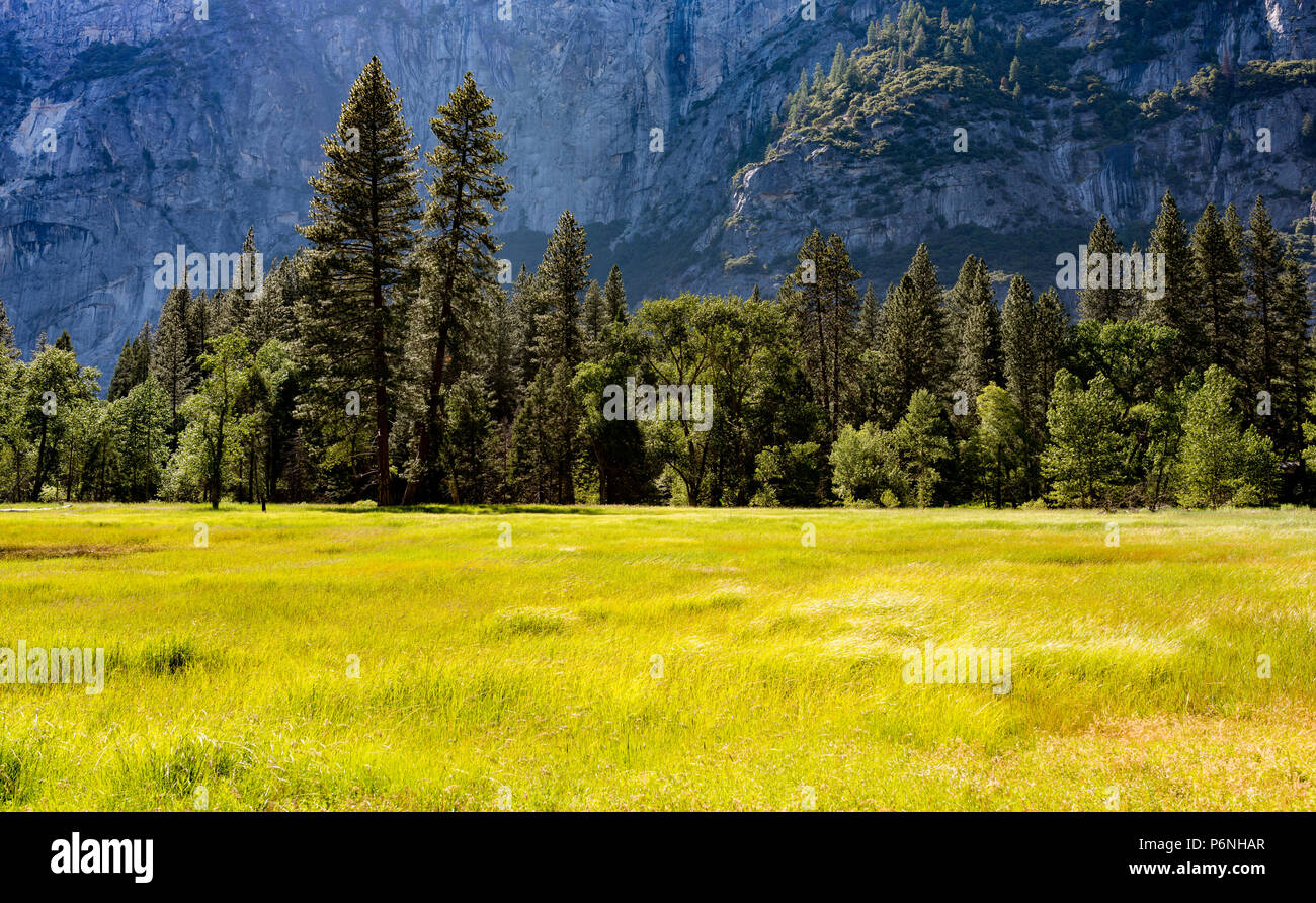 Meadow at Yosemite National Park California USA Stock Photo - Alamy