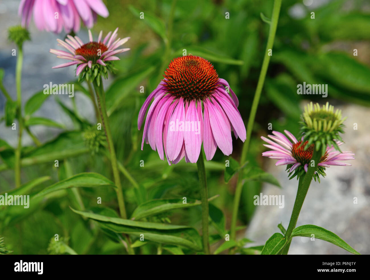 Echinacea or purple coneflower is native to the American grasslands and ...