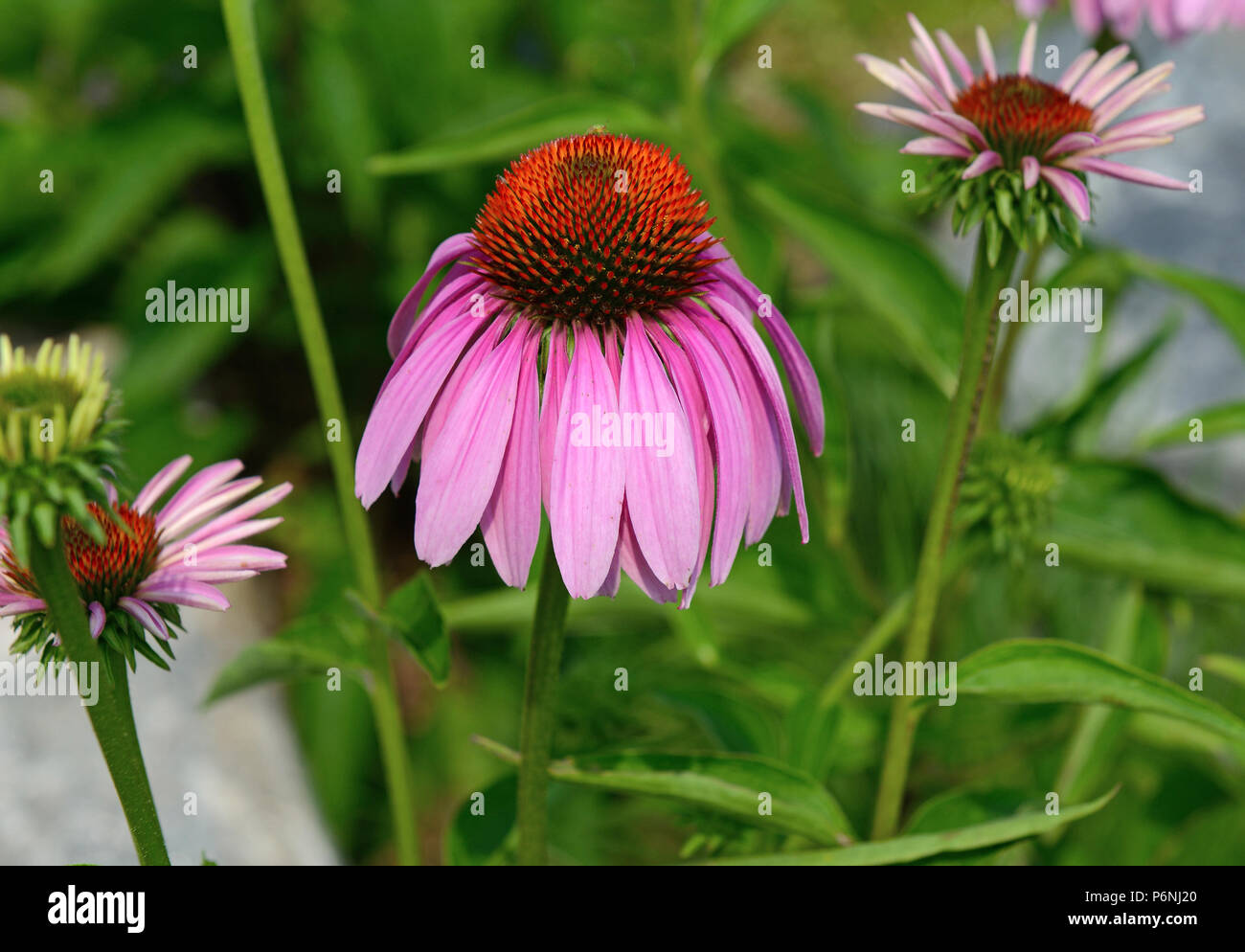 Echinacea or purple coneflower is native to the American grasslands and ...
