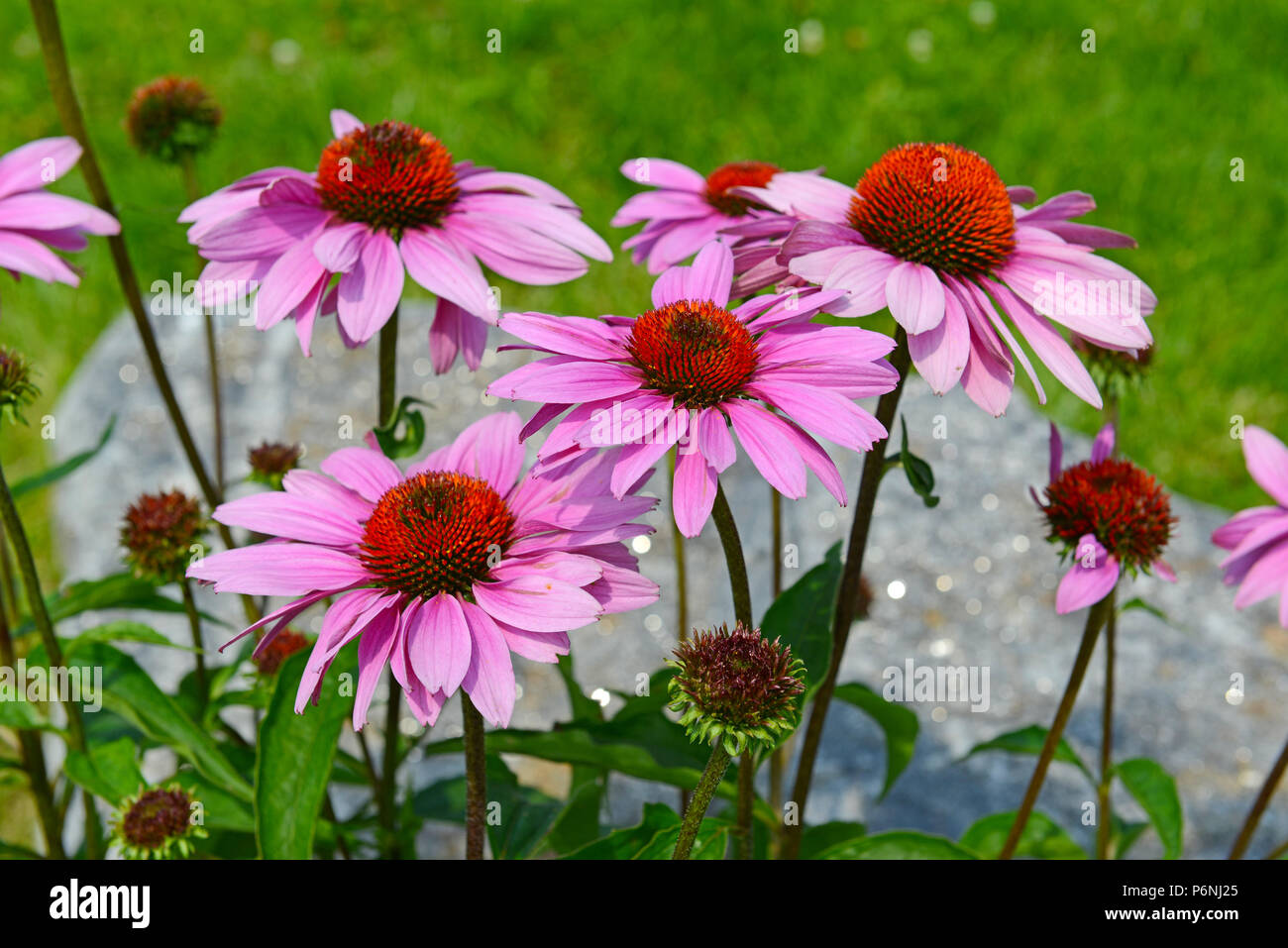 Echinacea or purple coneflower is native to the American grasslands and ...