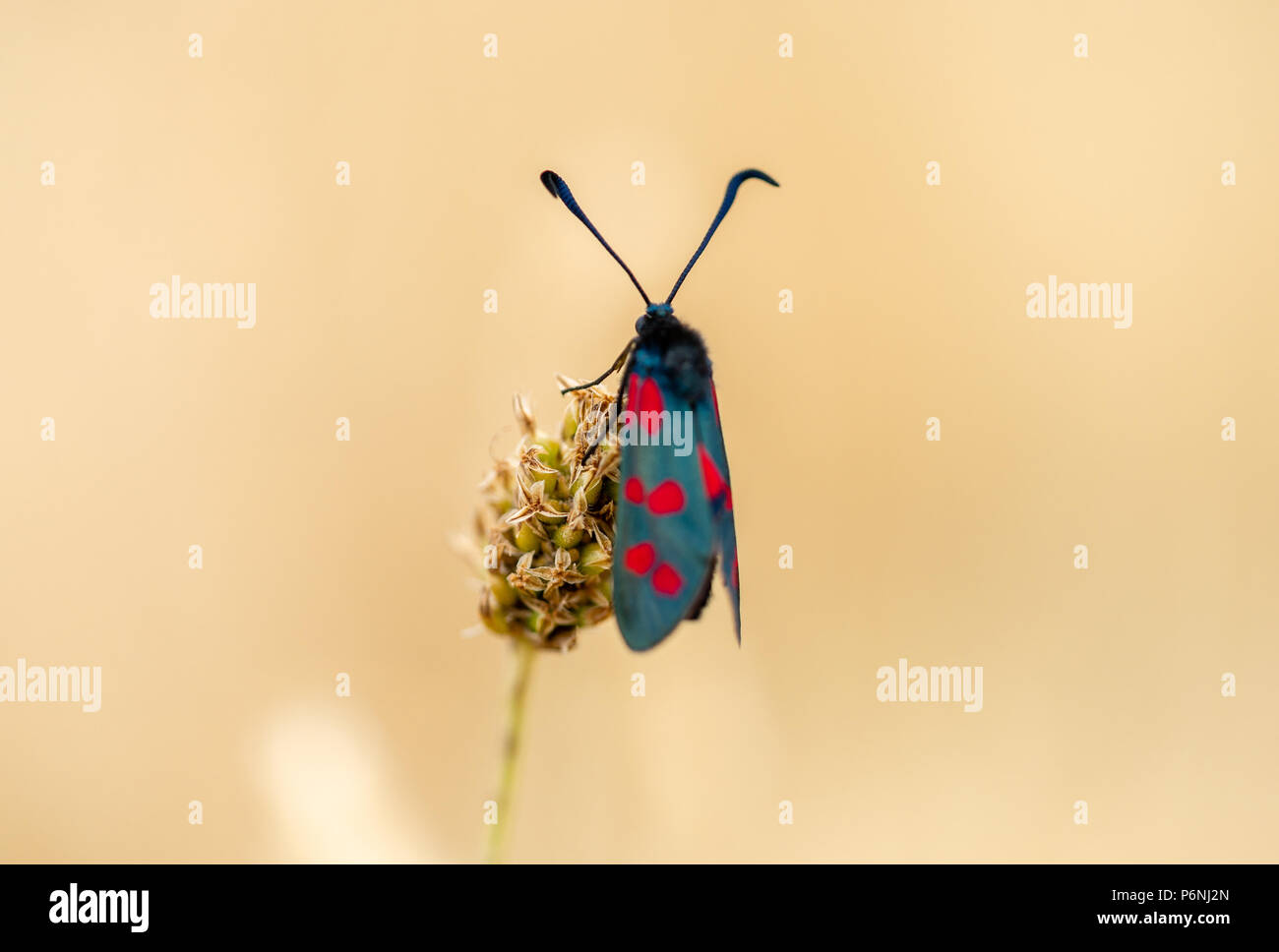 Day flying moths hi-res stock photography and images - Alamy